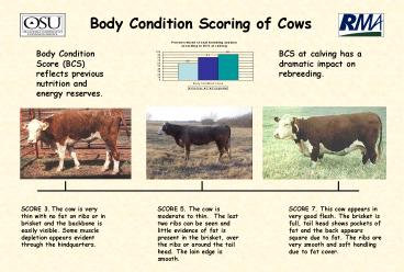 Body Condition Scoring of Cows presentation | free to download