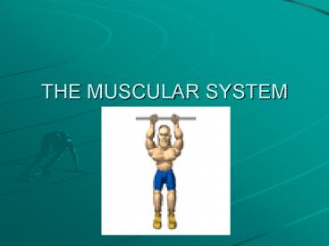 THE MUSCULAR SYSTEM presentation | free to view