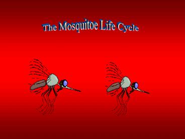 The Mosquitoes Life Cycle presentation | free to view