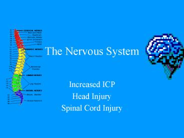 PPT – The Nervous System PowerPoint presentation | free to view - id ...