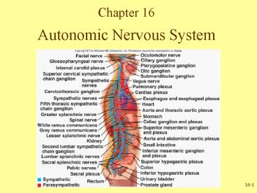 Autonomic Nervous System presentation | free to view