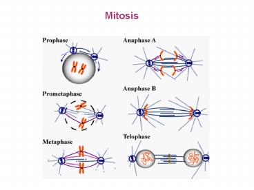 Mitosis presentation | free to view