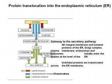 PPT – Protein translocation into the endoplasmic reticulum ER ...