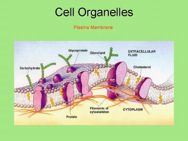 Cell Organelles presentation | free to view