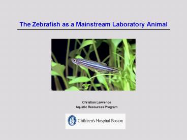 The Zebrafish as a Mainstream Laboratory Animal presentation | free to view