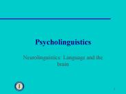 PPT – Psycholinguistics Language and the Brain PowerPoint presentation ...