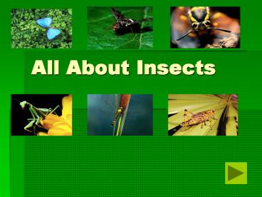 All About Insects presentation | free to view