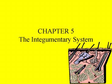 PPT – CHAPTER 5 The Integumentary System PowerPoint presentation | free ...