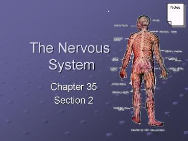 The Nervous System presentation | free to view