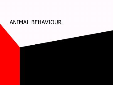PPT – ANIMAL BEHAVIOUR PowerPoint presentation | free to view - id ...