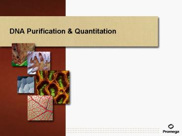 DNA Purification presentation | free to view