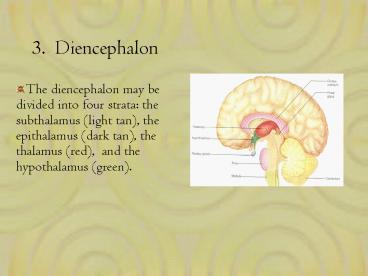 PPT – 3' Diencephalon PowerPoint presentation | free to view - id: f1fc4-ZDc1Z