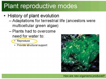 History of plant evolution presentation | free to view