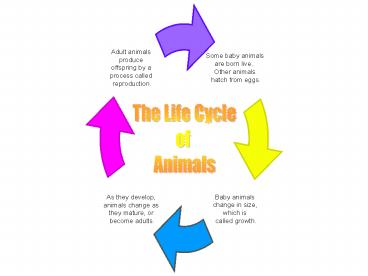 PPT – The Life Cycle PowerPoint presentation | free to view - id: f4a41 ...