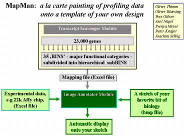 PPT – MapMan: a la carte painting of profiling data onto a template of ...