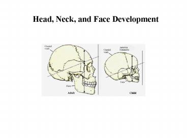 Head, Neck, and Face Development presentation | free to view