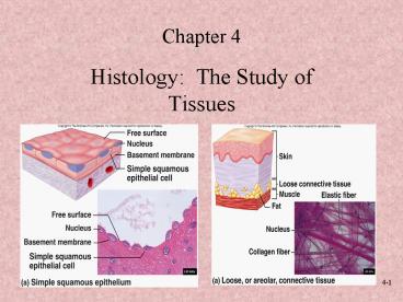 PPT – Histology: The Study of Tissues PowerPoint presentation | free to view - id: f8feb-ZDc1Z
