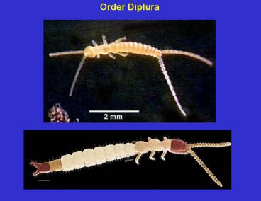 Order Diplura presentation | free to view