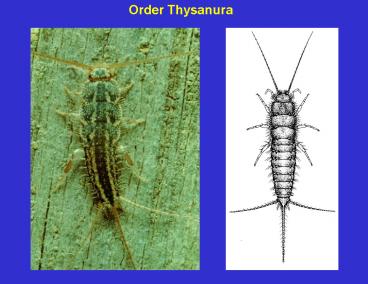 Order Thysanura presentation | free to view