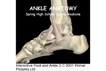 THE ANKLE JOINT presentation | free to view