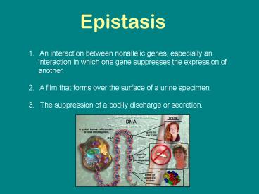 PPT – Epistasis PowerPoint presentation | free to view - id: 100e83-ZDc1Z