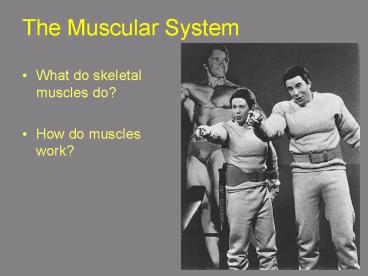 The Muscular System presentation | free to view