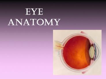 Eye Anatomy presentation | free to download