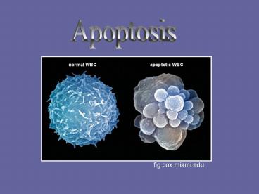 Apoptosis presentation | free to download