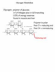 PPT – Glycogen metabolism and control PowerPoint presentation | free to ...