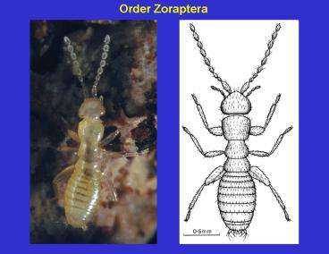 Order Zoraptera presentation | free to view