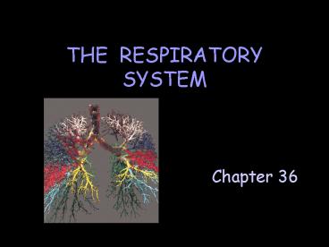 PPT – THE RESPIRATORY SYSTEM PowerPoint presentation | free to view ...