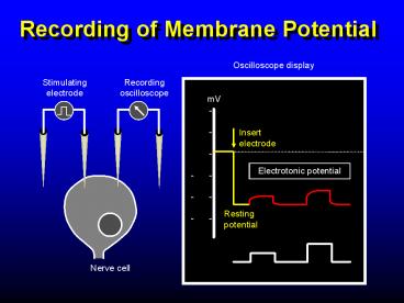 PPT – Recording of Membrane Potential PowerPoint presentation | free to ...