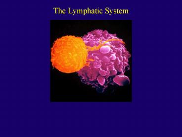 PPT – The Lymphatic System PowerPoint presentation | free to view - id ...