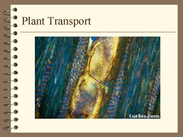 PPT – Plant Transport PowerPoint presentation | free to view - id ...