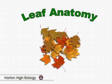Leaf Anatomy presentation | free to view