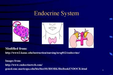 PPT – Endocrine System PowerPoint presentation | free to view - id ...