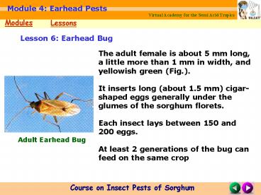 PPT – Lesson 6: Earhead Bug PowerPoint presentation | free to view - id ...