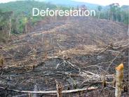 5,000+ Deforestation PPTs View free & download | PowerShow.com