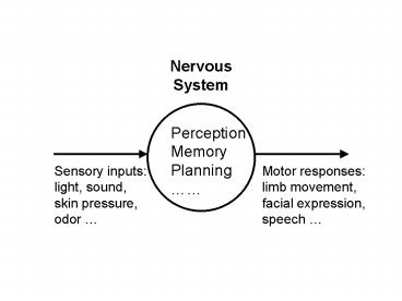PPT – Nervous System PowerPoint presentation | free to download - id ...