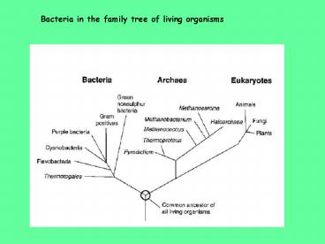 Bacteria in the family tree of living organisms presentation | free to view