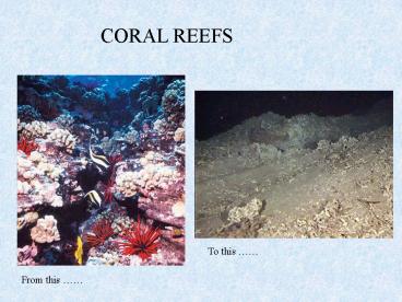 PPT – CORAL REEFS PowerPoint presentation | free to view - id: 11a025-ZjBhO