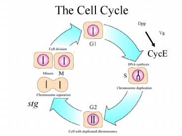 PPT – The Cell Cycle PowerPoint presentation | free to view - id ...