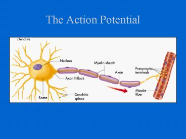 The Action Potential presentation | free to view