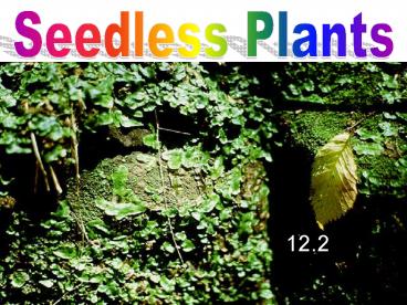 PPT – Seedless Plants PowerPoint presentation | free to view - id ...