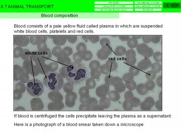 PPT – Blood consists of a pale yellow fluid called plasma in which are ...