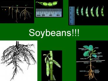 Soybeans presentation | free to view