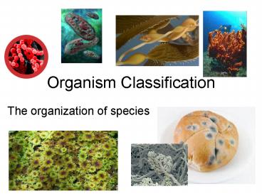 PPT – Organism Classification PowerPoint presentation | free to view ...