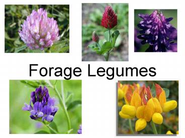 Forage Legumes presentation | free to view