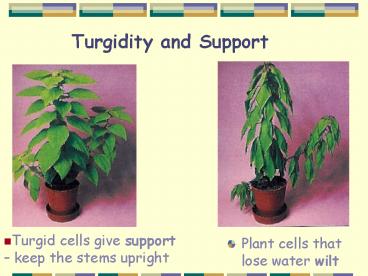 Turgidity and Support presentation | free to view