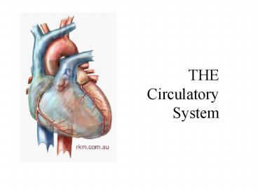 PPT – THE Circulatory System PowerPoint presentation | free to view ...